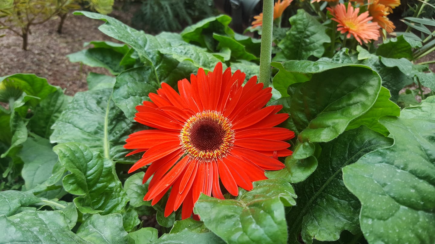 THE REBELLIOUS FLOWER - Dr Pallavi Kwatra